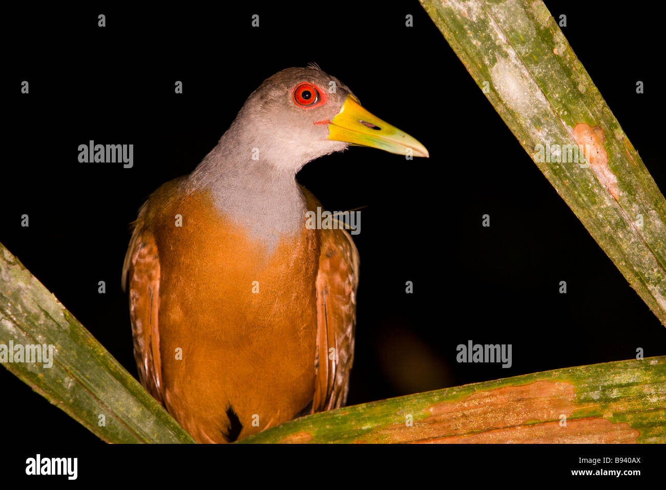 Grey-necked Wood-rail (Aramides cajanea) standing on a branch at night ...