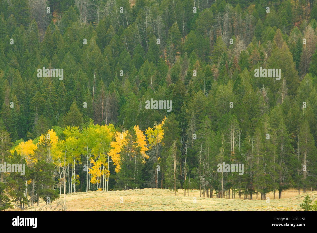 National forests fall colors hi-res stock photography and images - Alamy