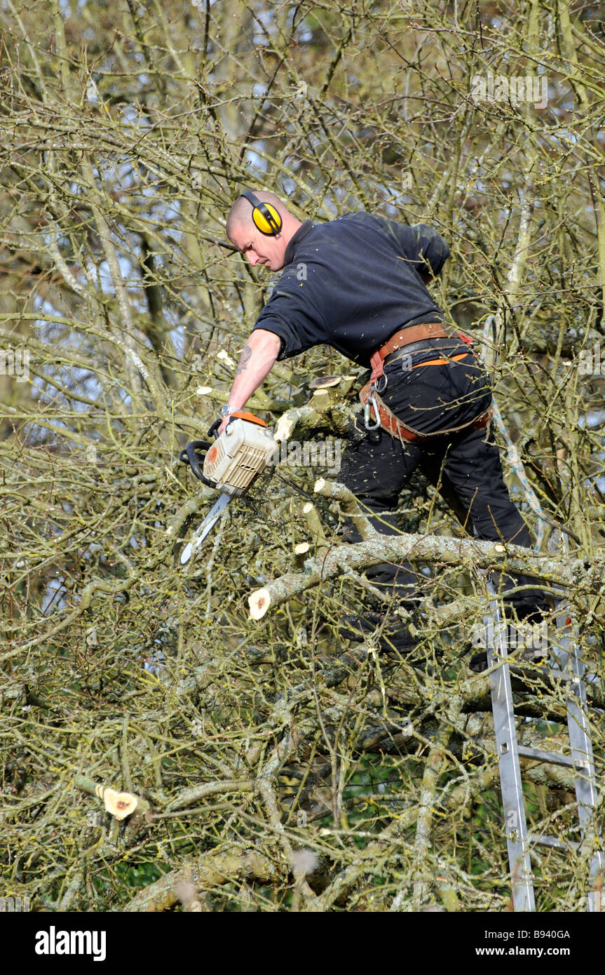 Ladder tree cutting hi-res stock photography and images - Alamy