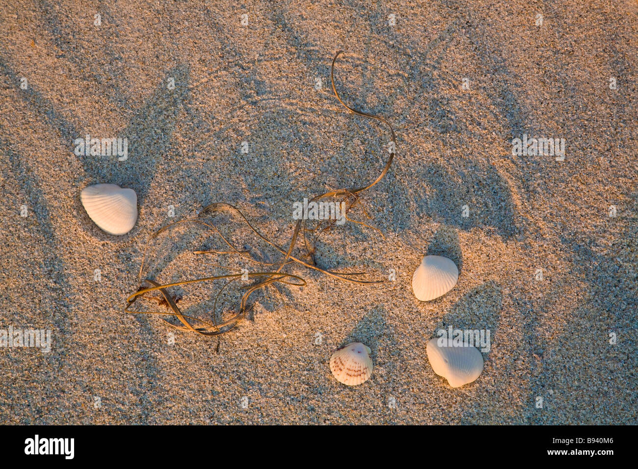 Shells lit by sunset light on the beach in Florida Stock Photo - Alamy