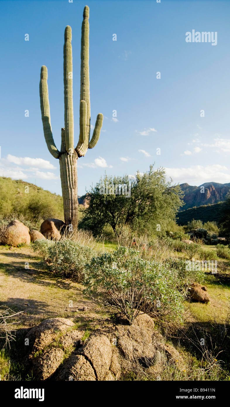 Magnificent Vertical desert landscape photo of large saguaro tree with ...