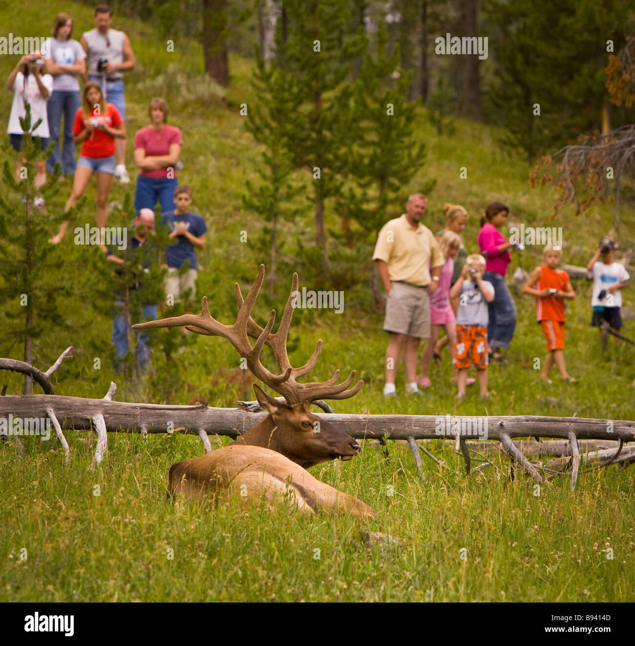 YELLOWSTONE NATIONAL PARK WYOMING USA Tourists looking at an elk Stock ...