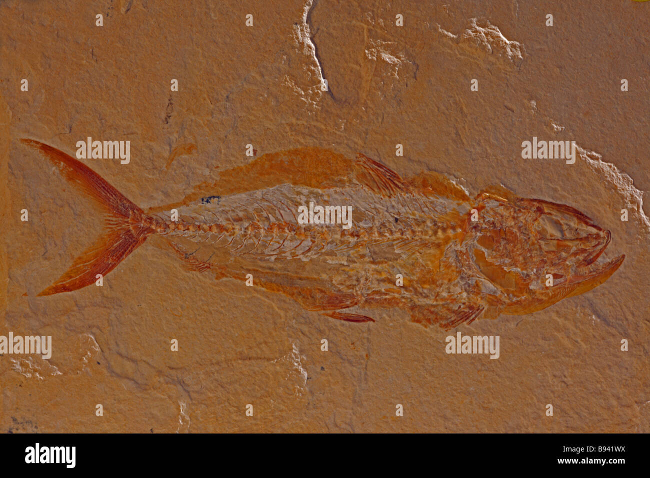 Fossil stratigraphy hi-res stock photography and images - Alamy
