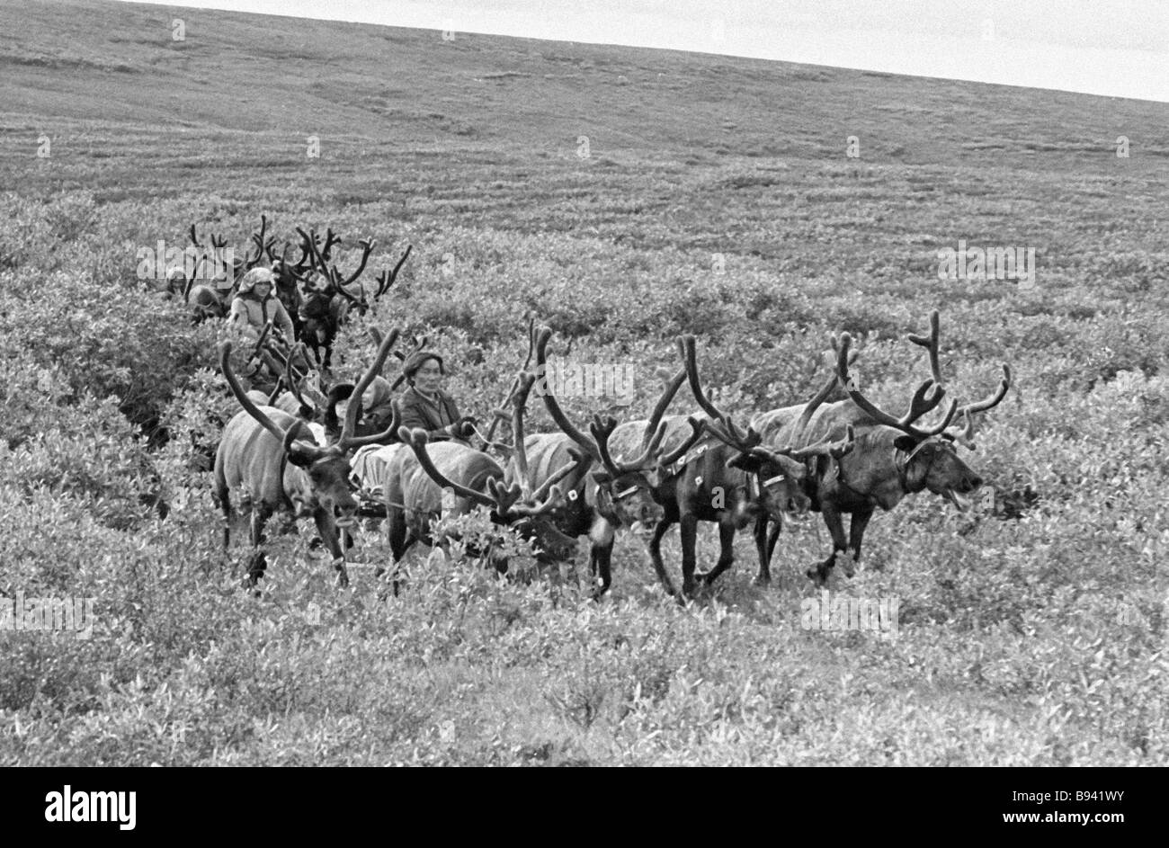 Reindeer sledges climbing up Mount Obseda Stock Photo - Alamy