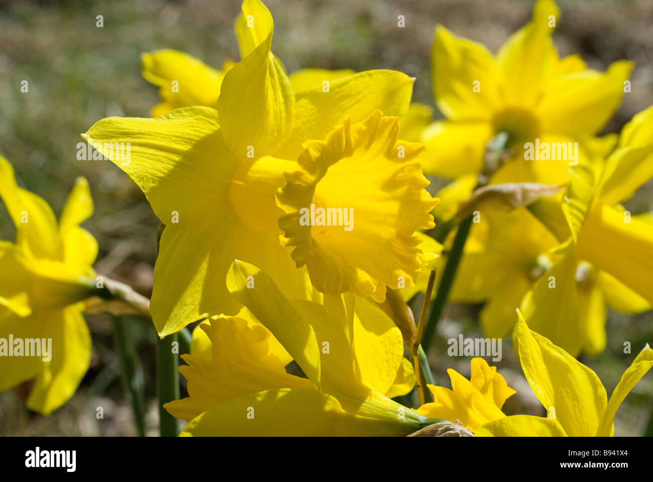 Daffodil bunch hi-res stock photography and images - Alamy
