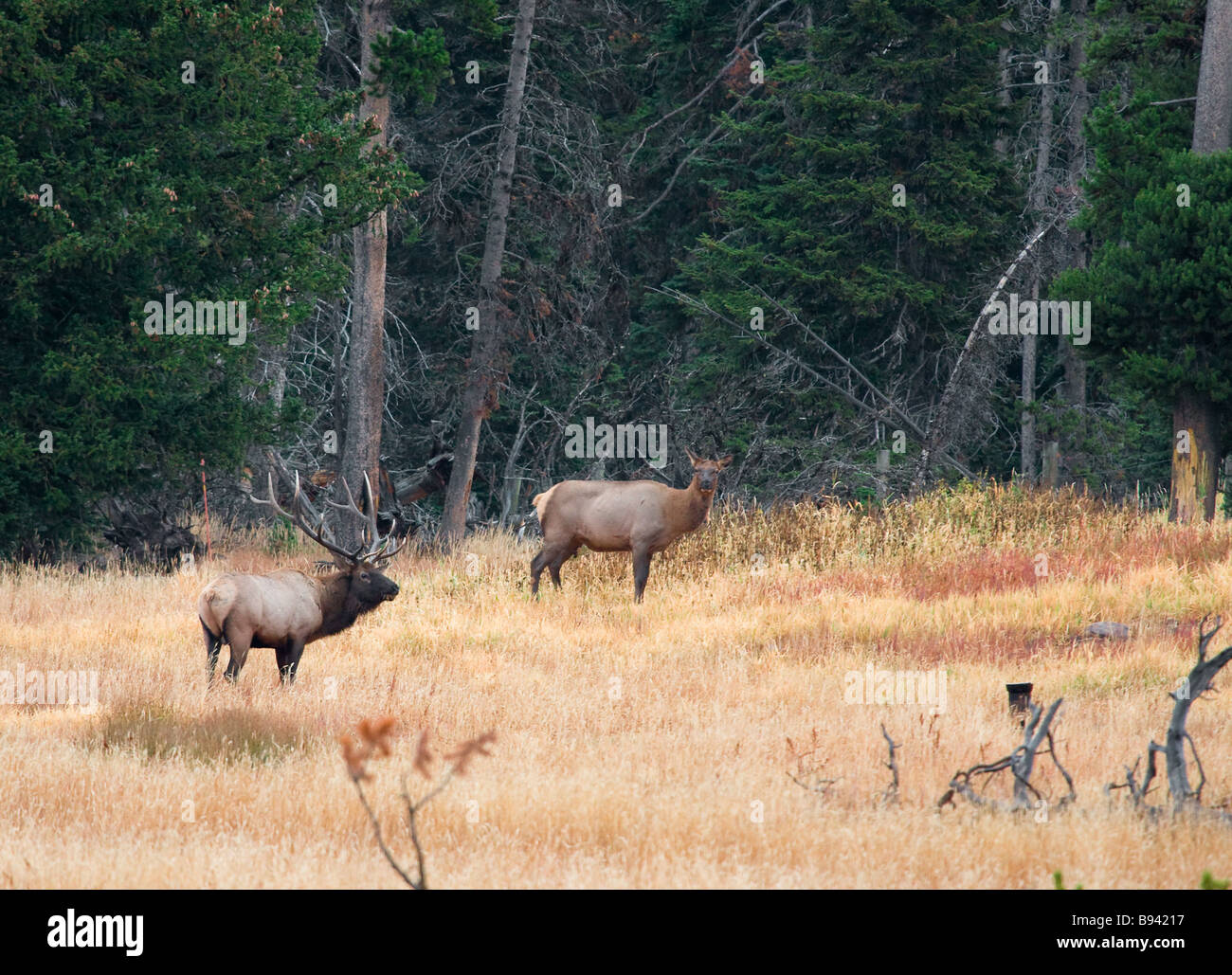 Elk female animal in forest hi-res stock photography and images - Alamy
