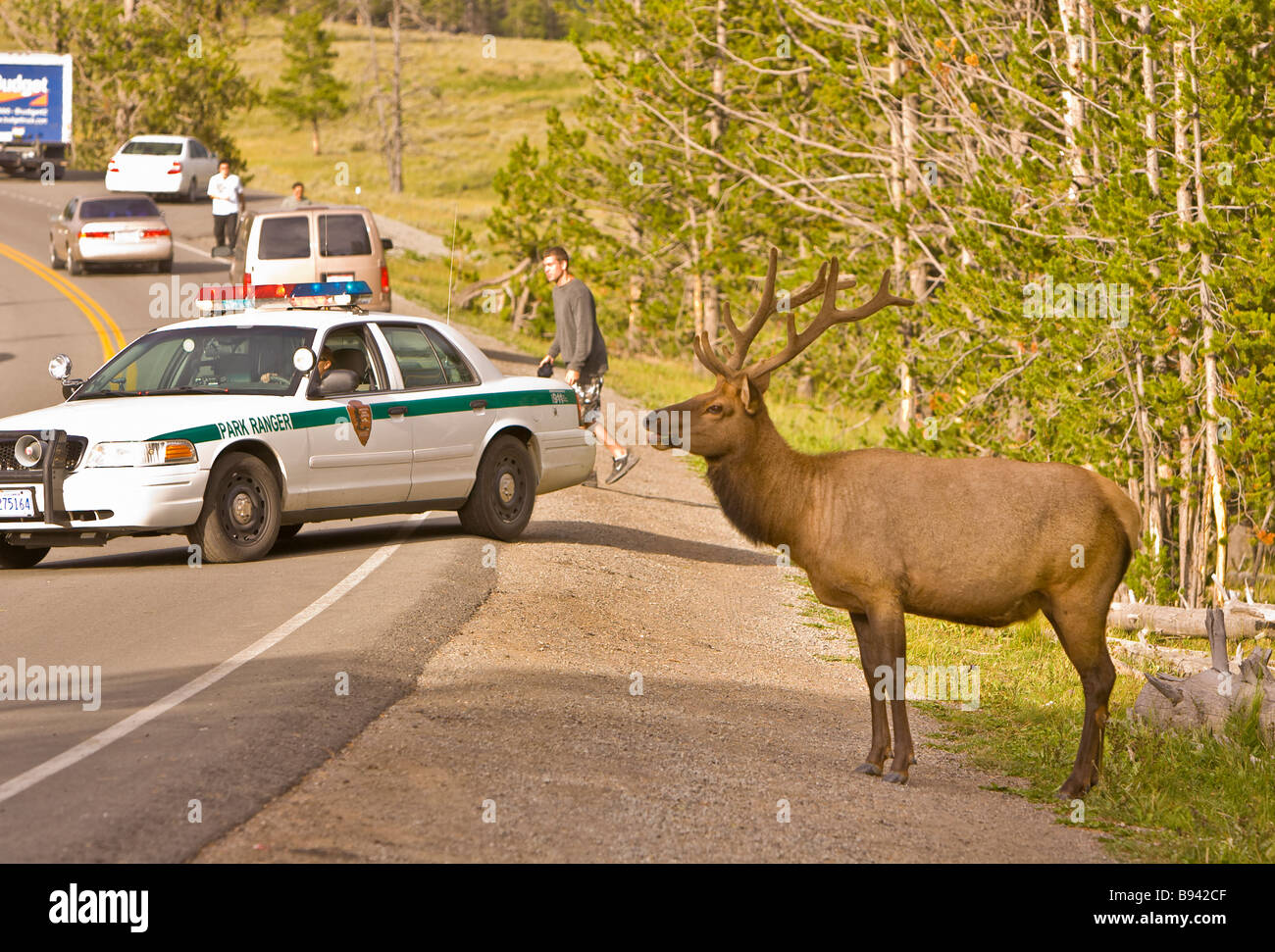 YELLOWSTONE NATIONAL PARK WYOMING USA elk at road edge with park ranger ...