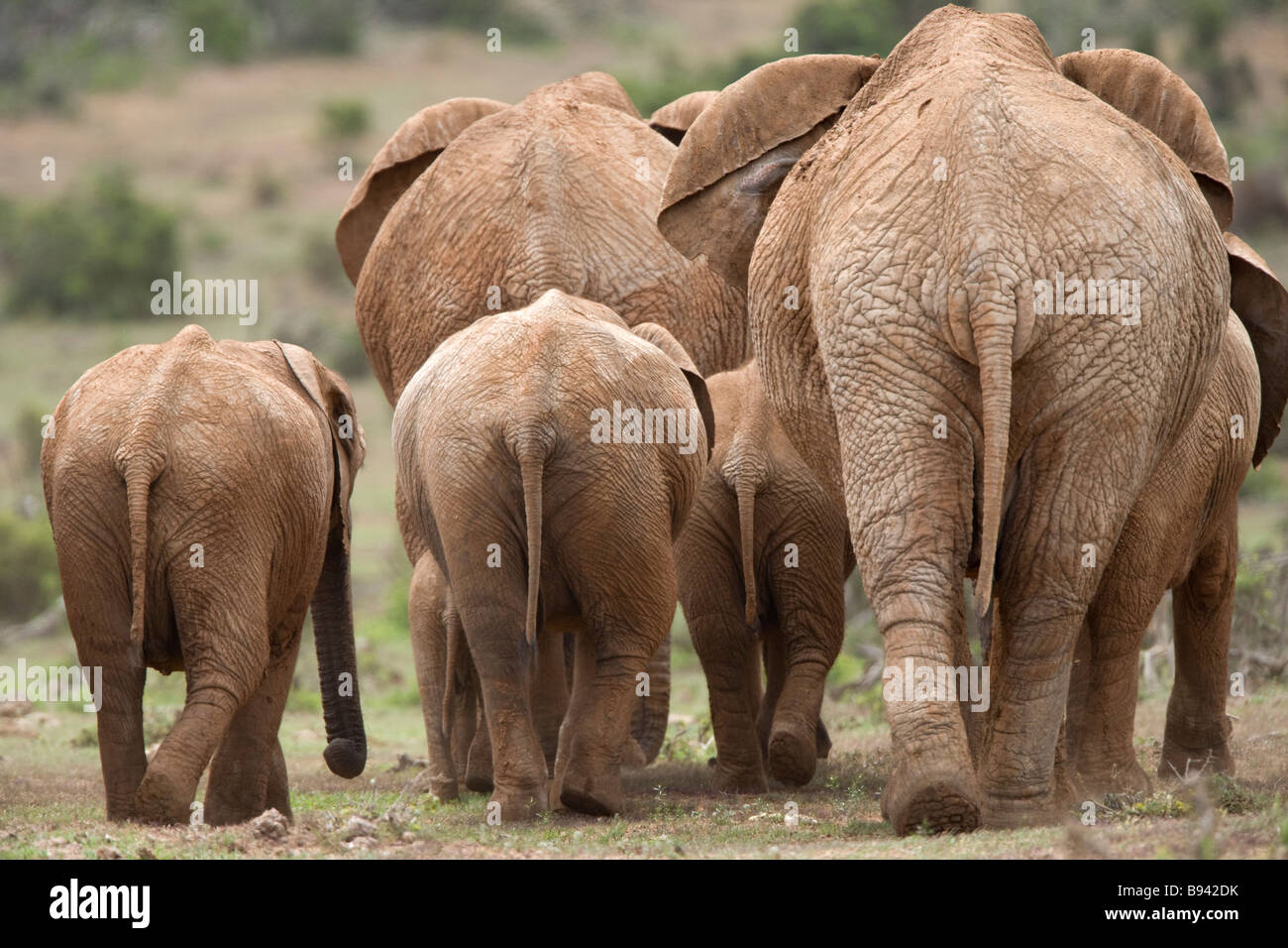 Elephants Loxodonta africana Addo national park South Africa Stock ...