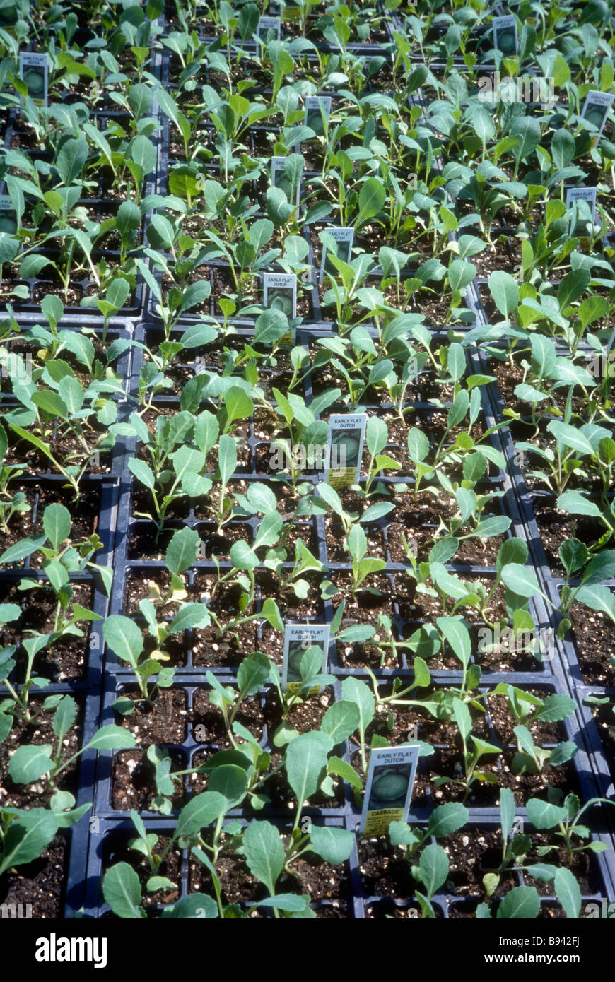 Young Plants in a Nursery Stock Photo - Alamy