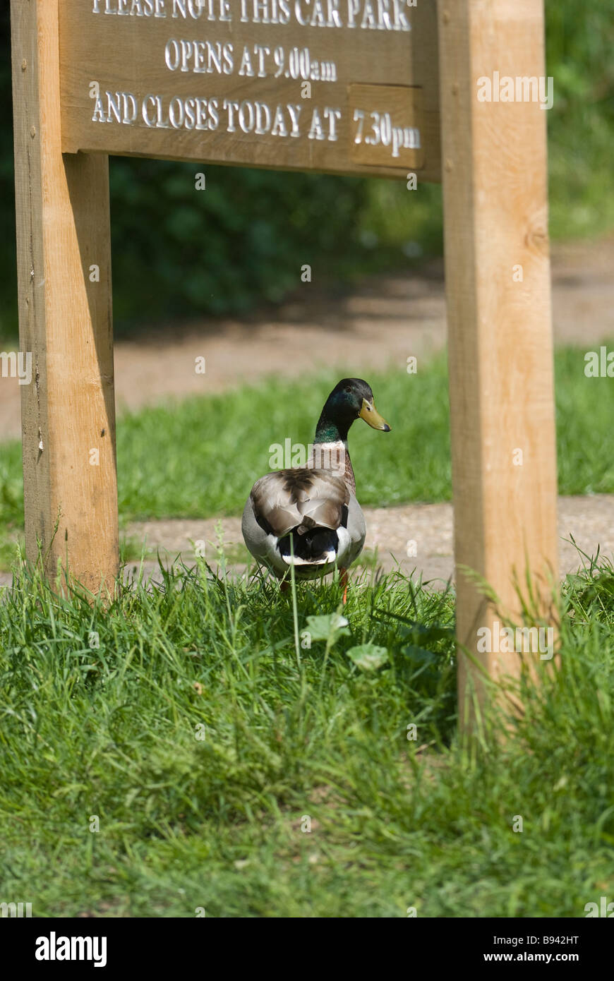 Duck under Car Park Sign Stock Photo - Alamy