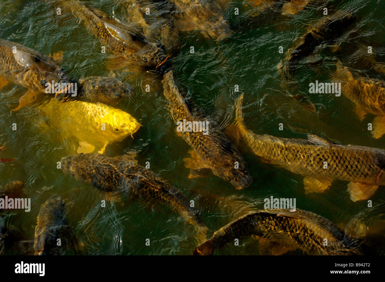 Single gold fish stands out amongst the crowd in a fresh water lake ...