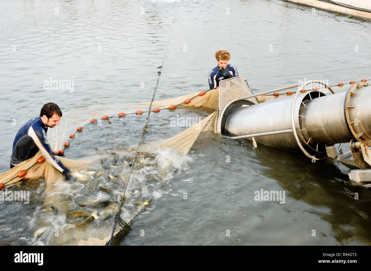 Harvesting fish from an intensive growing pool of Red Drum Sciaenops ...