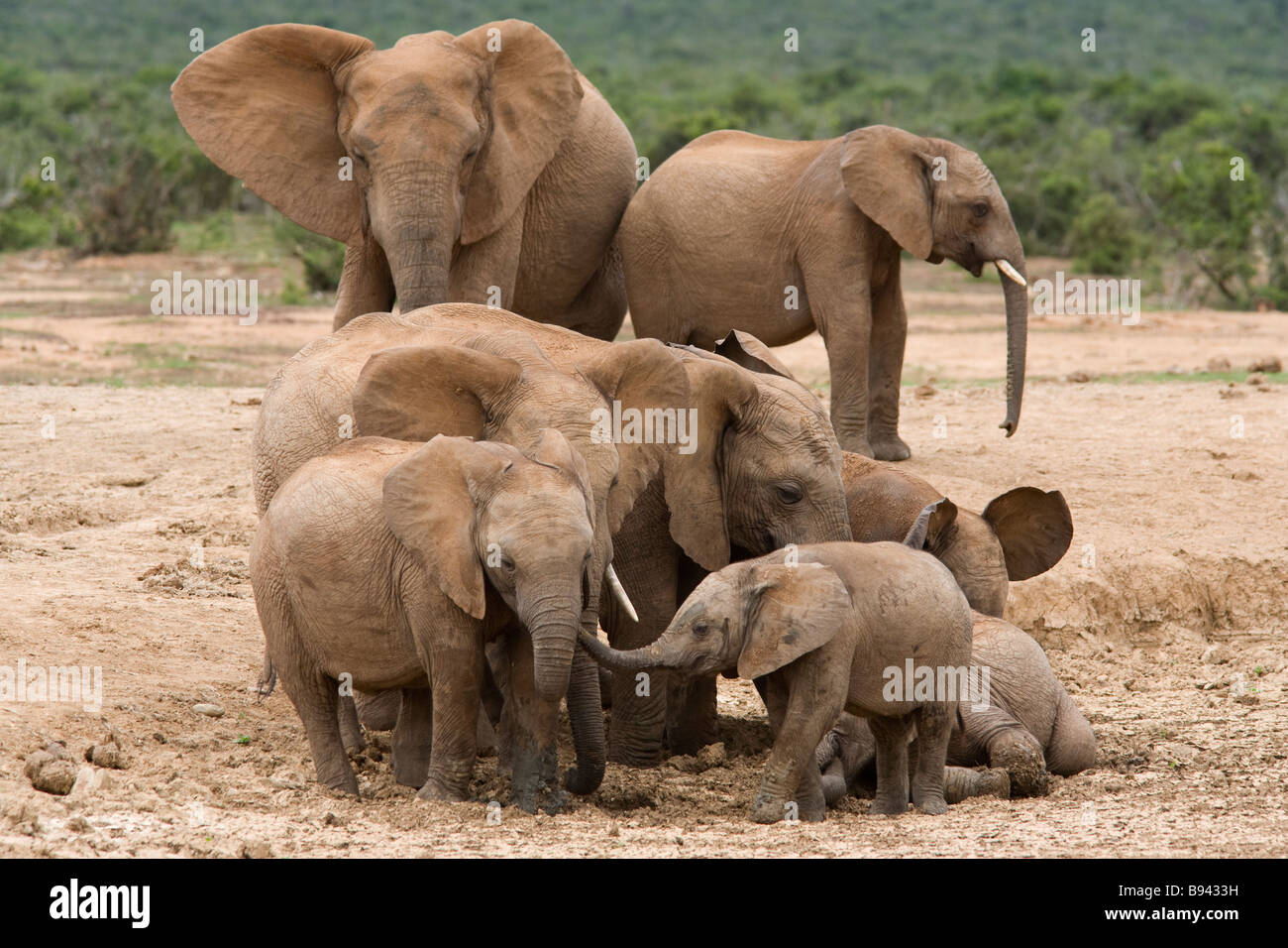 African elephant calves playing in mud hi-res stock photography and ...