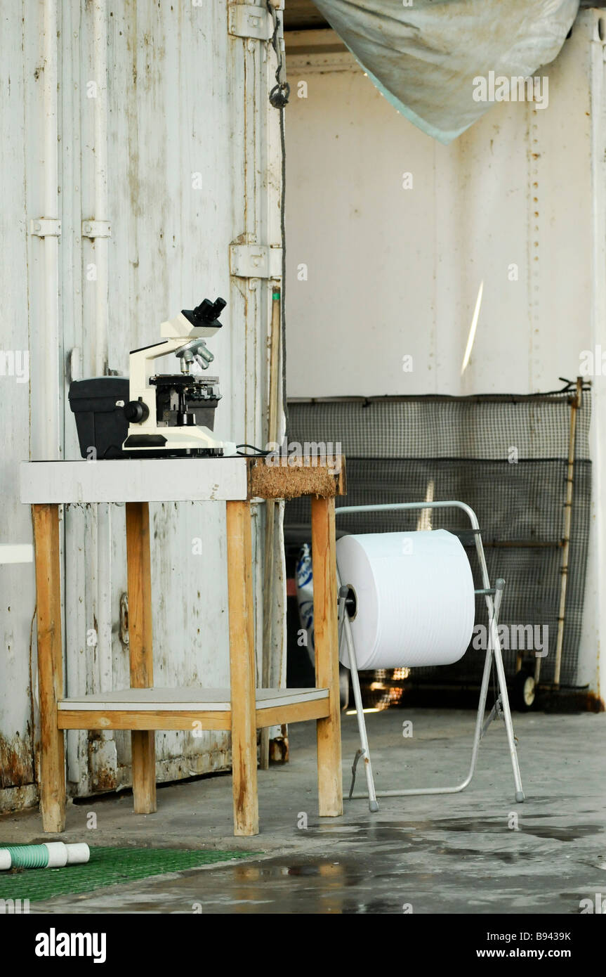 Checking the fertility of the fish in a laboratory by inspecting the ...