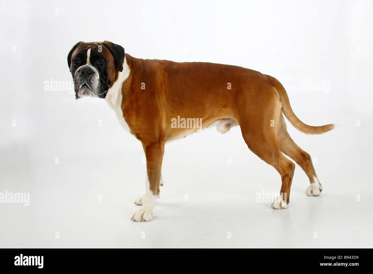 German Boxer 4 years side Stock Photo - Alamy
