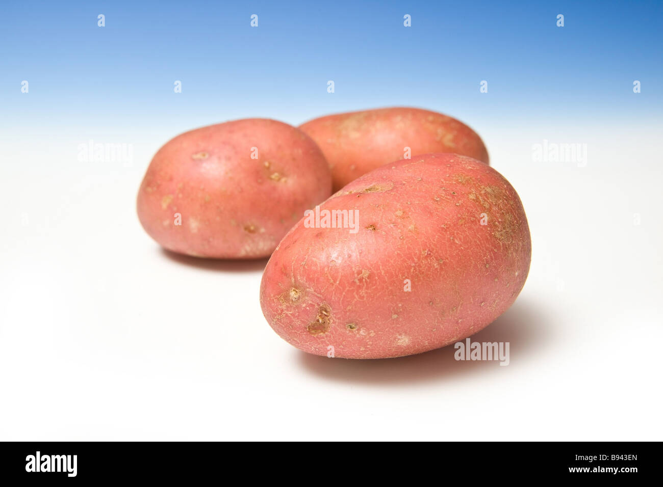 Red skinned potato's on a graduated blue studio background Stock Photo ...