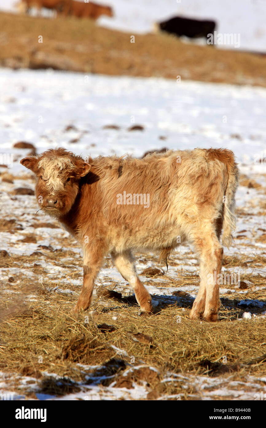 Cow in Winter Canada Stock Photo - Alamy