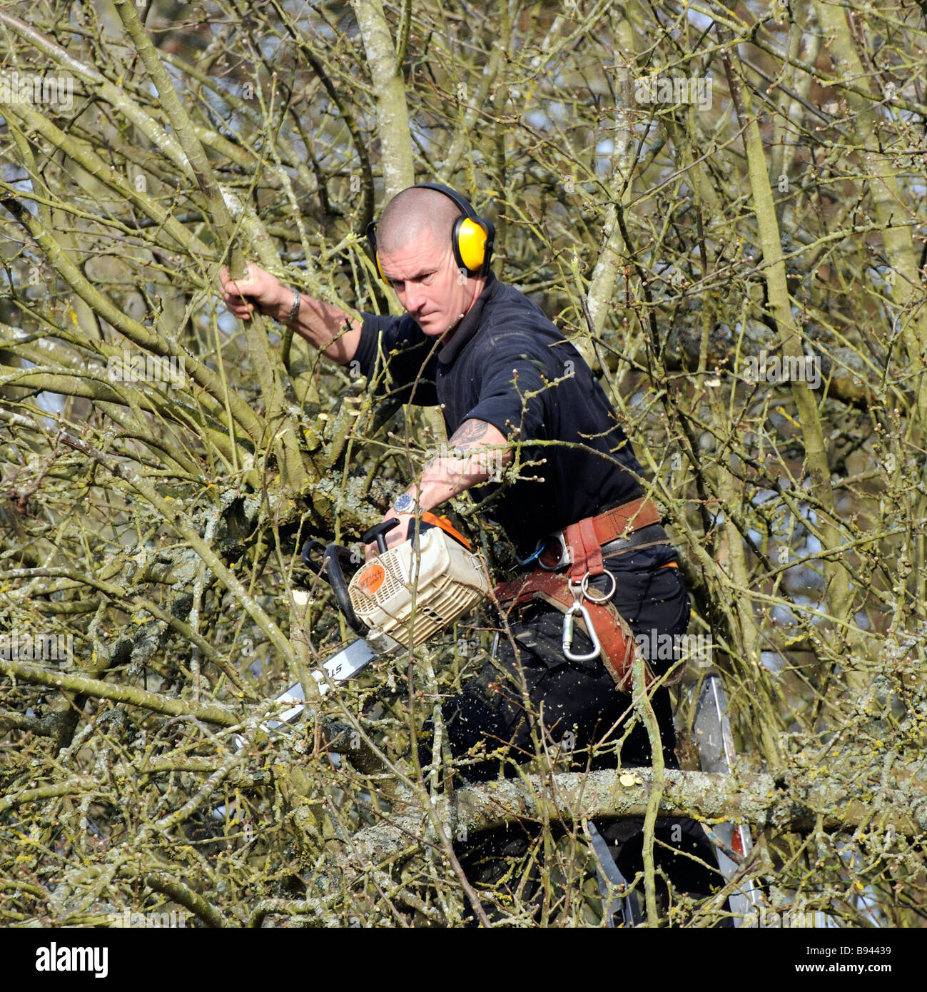 Tree surgeon hi-res stock photography and images - Alamy