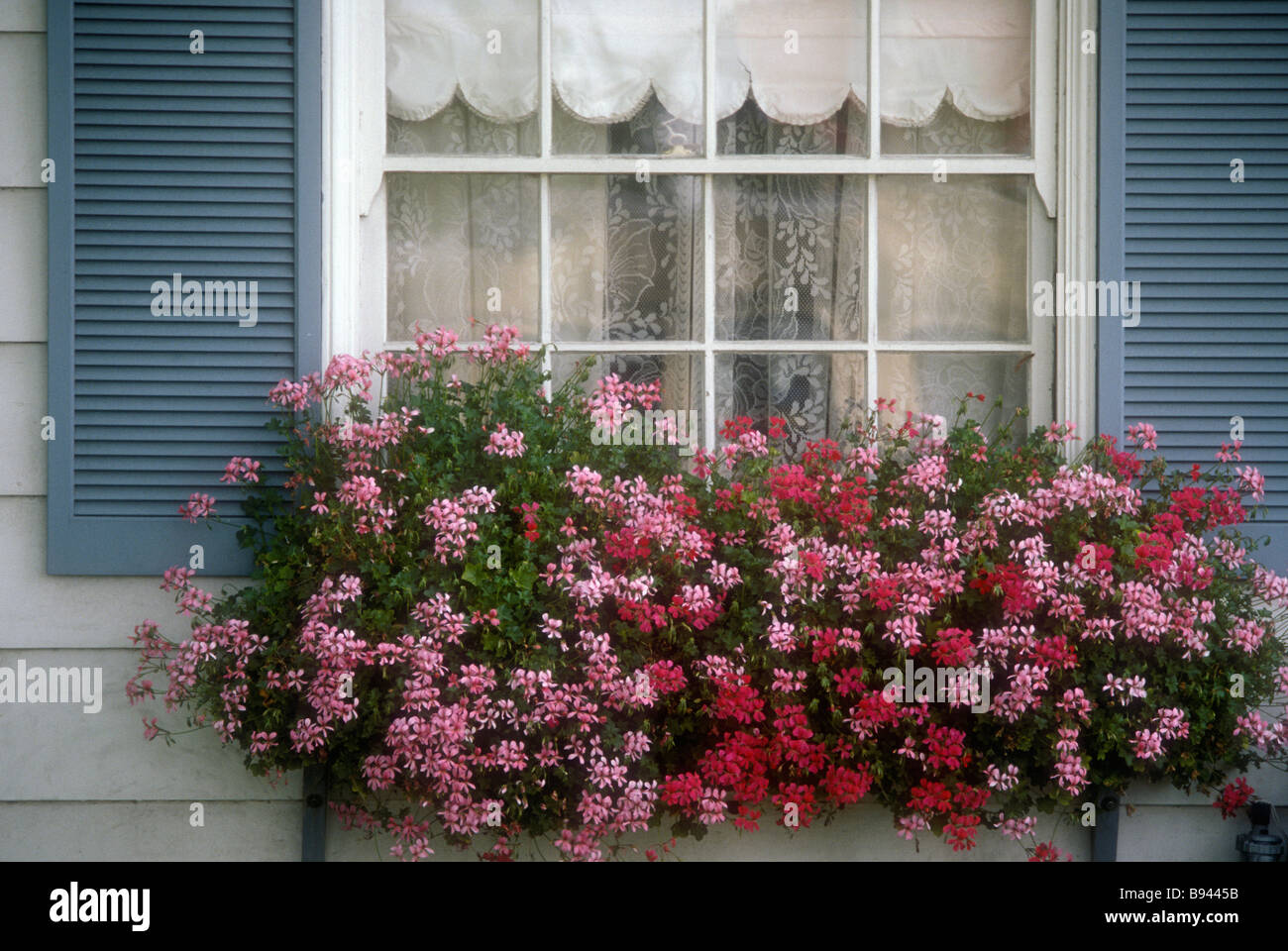 Plants display growing grown growth bloom blooming blooms blossom hi ...