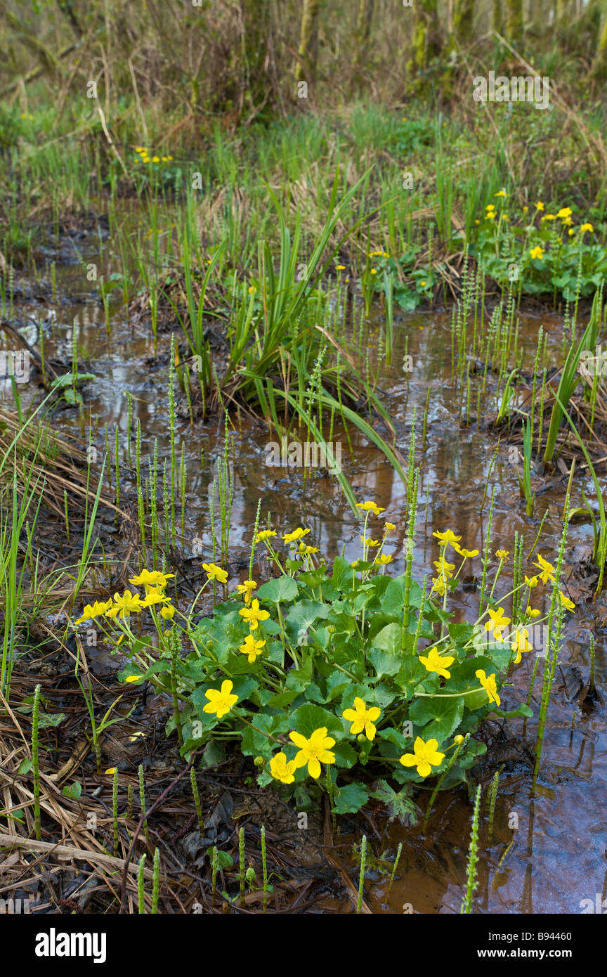Marsh marigold caltha palustris hi-res stock photography and images - Alamy