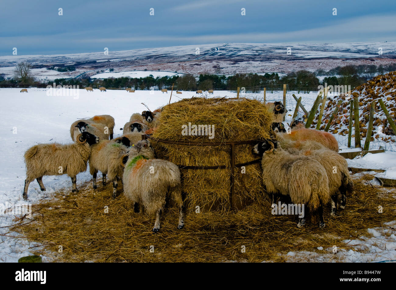 Sheep eating hay in a snow landscape near Goathland, North Yorkshire ...
