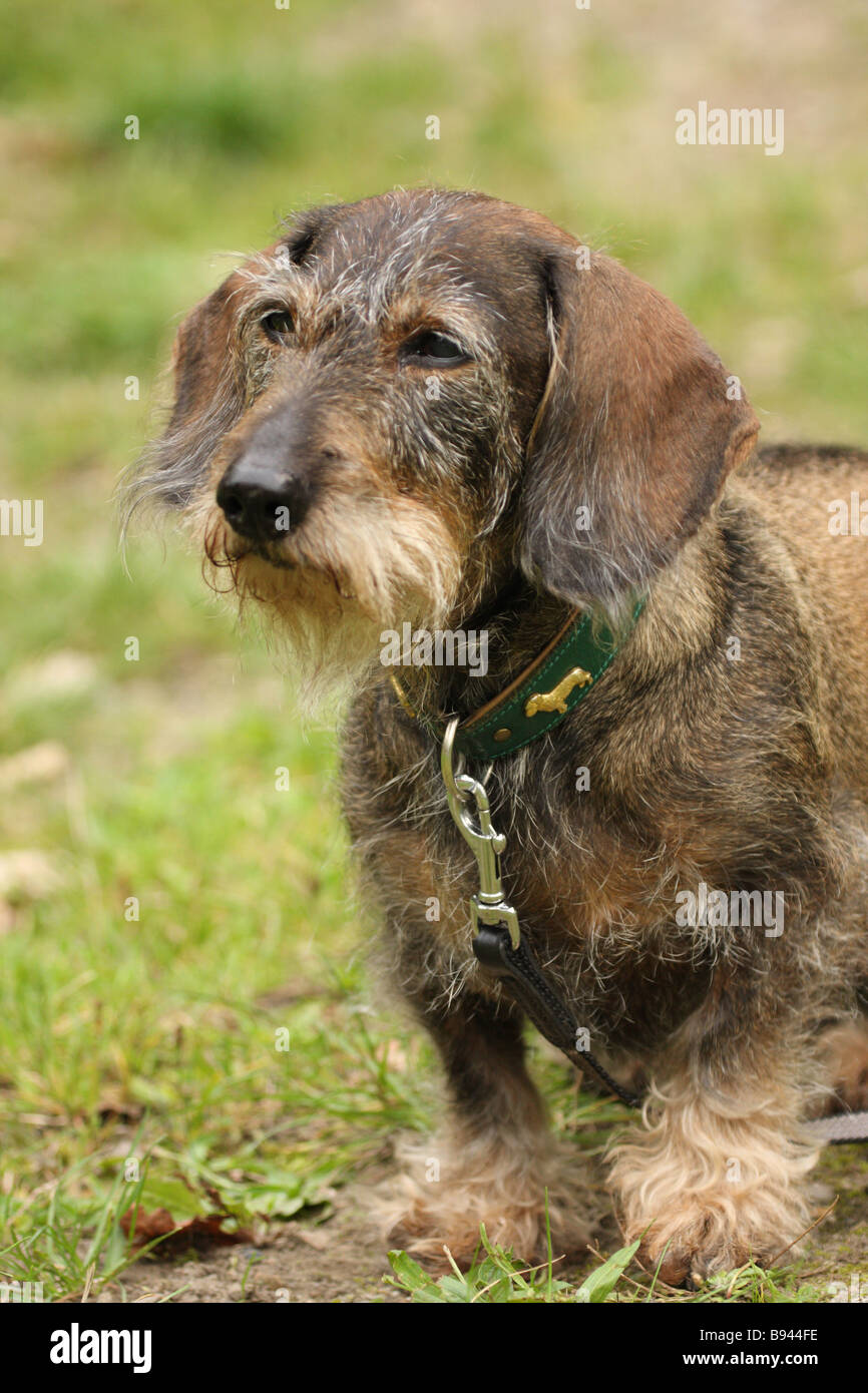 Dachshund profile hi-res stock photography and images - Alamy