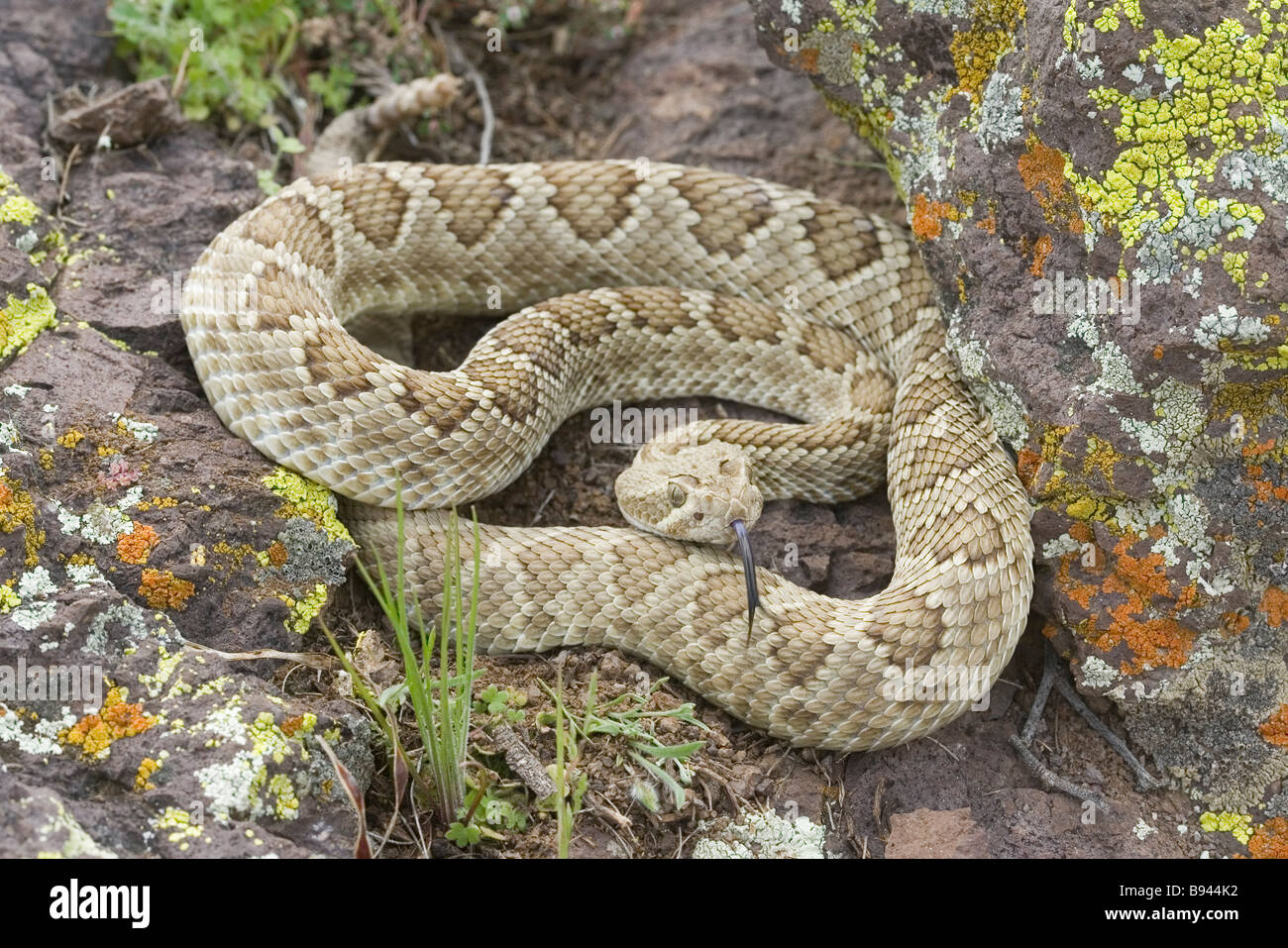 Mohave rattlesnake hi-res stock photography and images - Alamy
