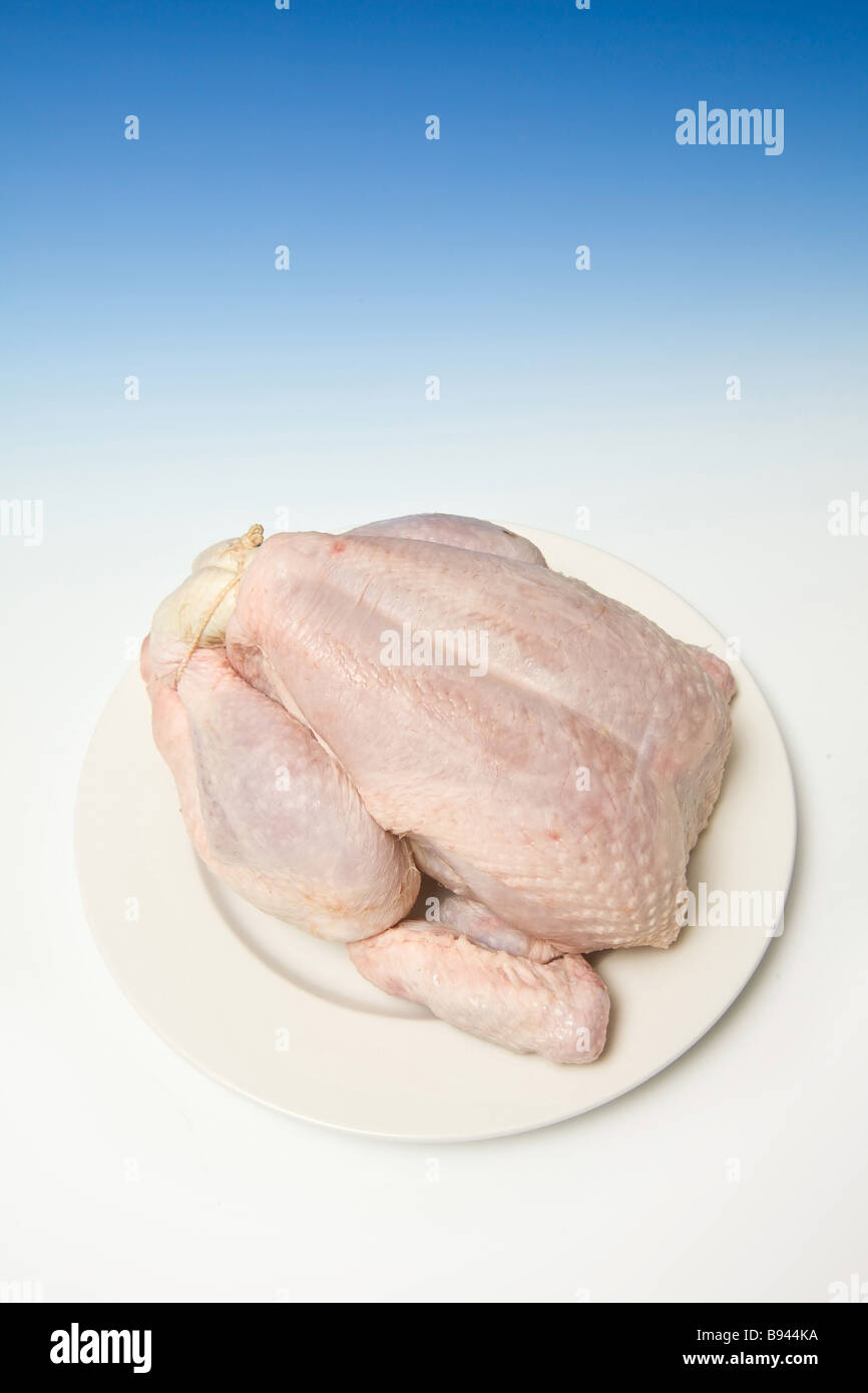 Whole raw chicken with a graduated blue studio background Stock Photo ...