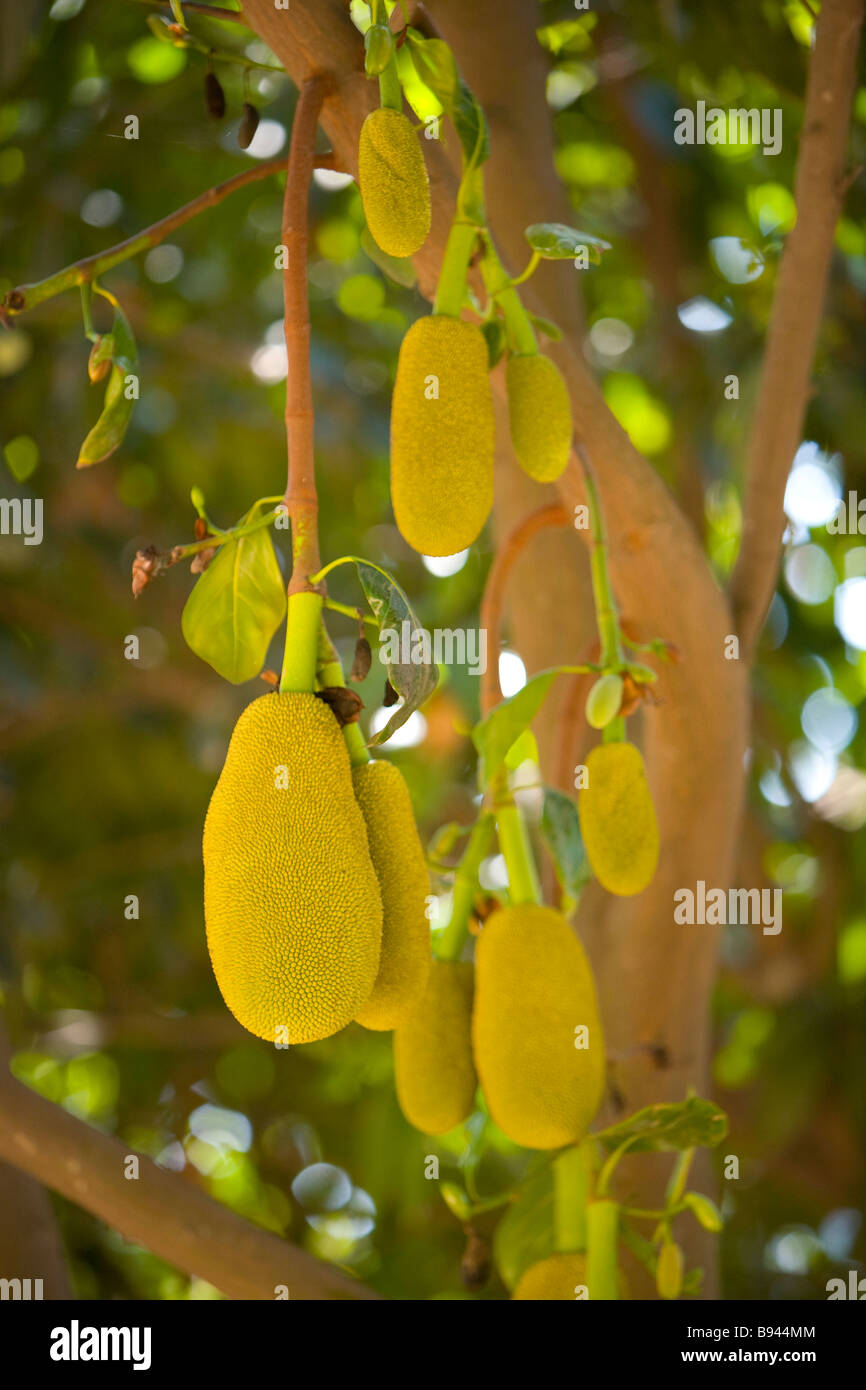 Fruit hanging from tree photographed at an island on the Mekong River ...