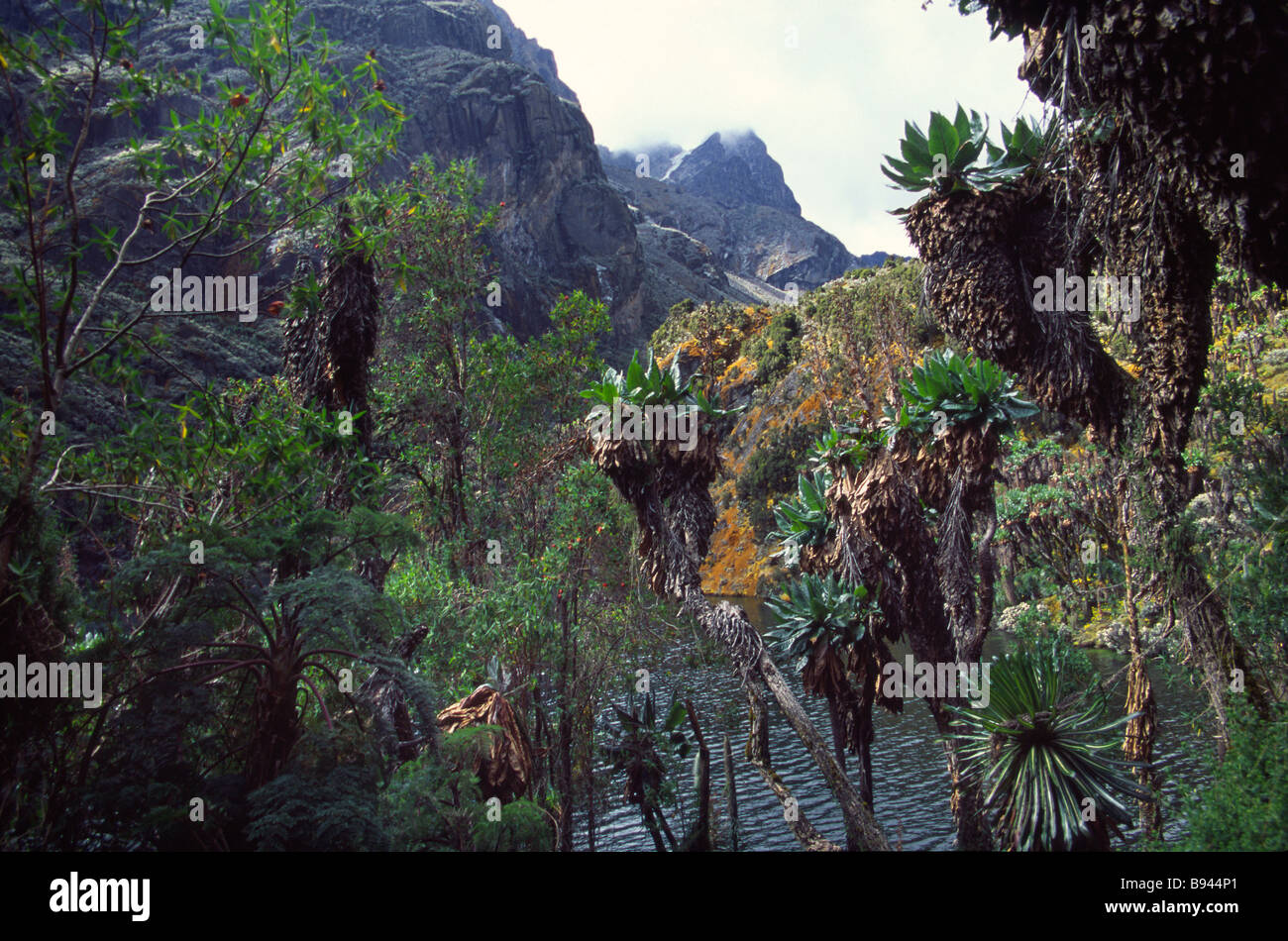 Giant groundsel ruwenzori uganda hi-res stock photography and images ...