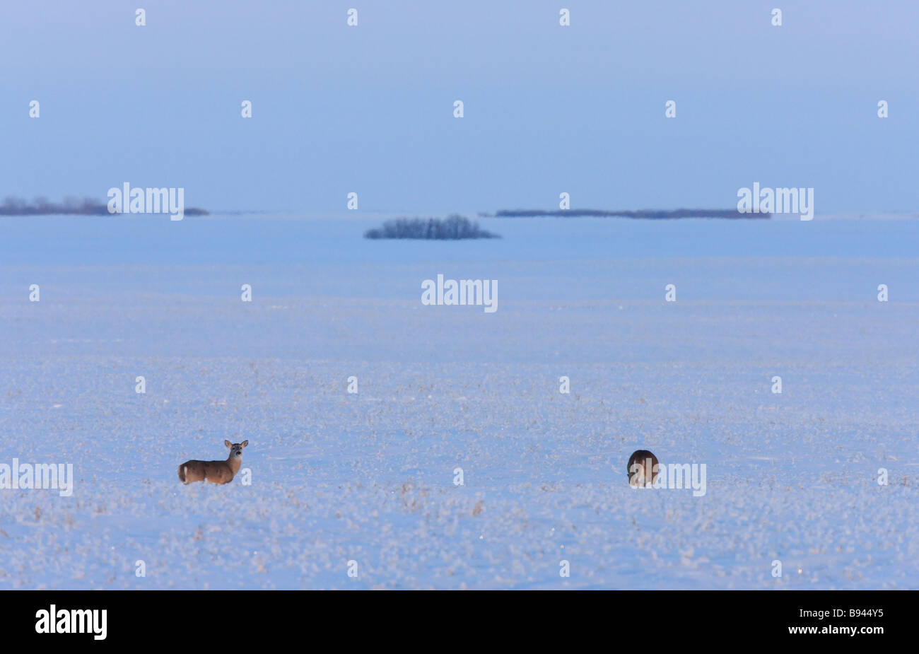 Whitetail Deer in Winter Stock Photo - Alamy