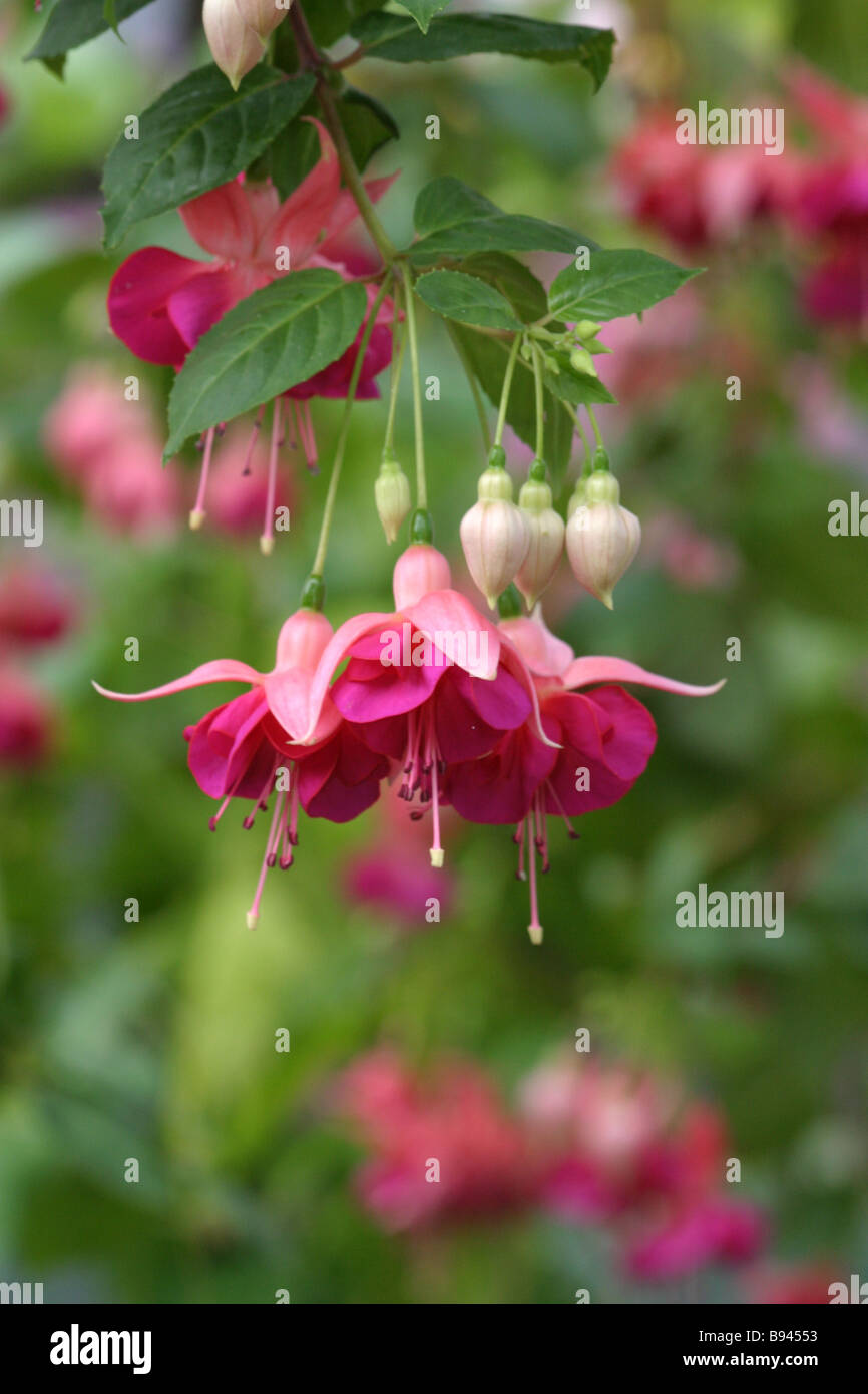 Garden shrub flower hi-res stock photography and images - Alamy