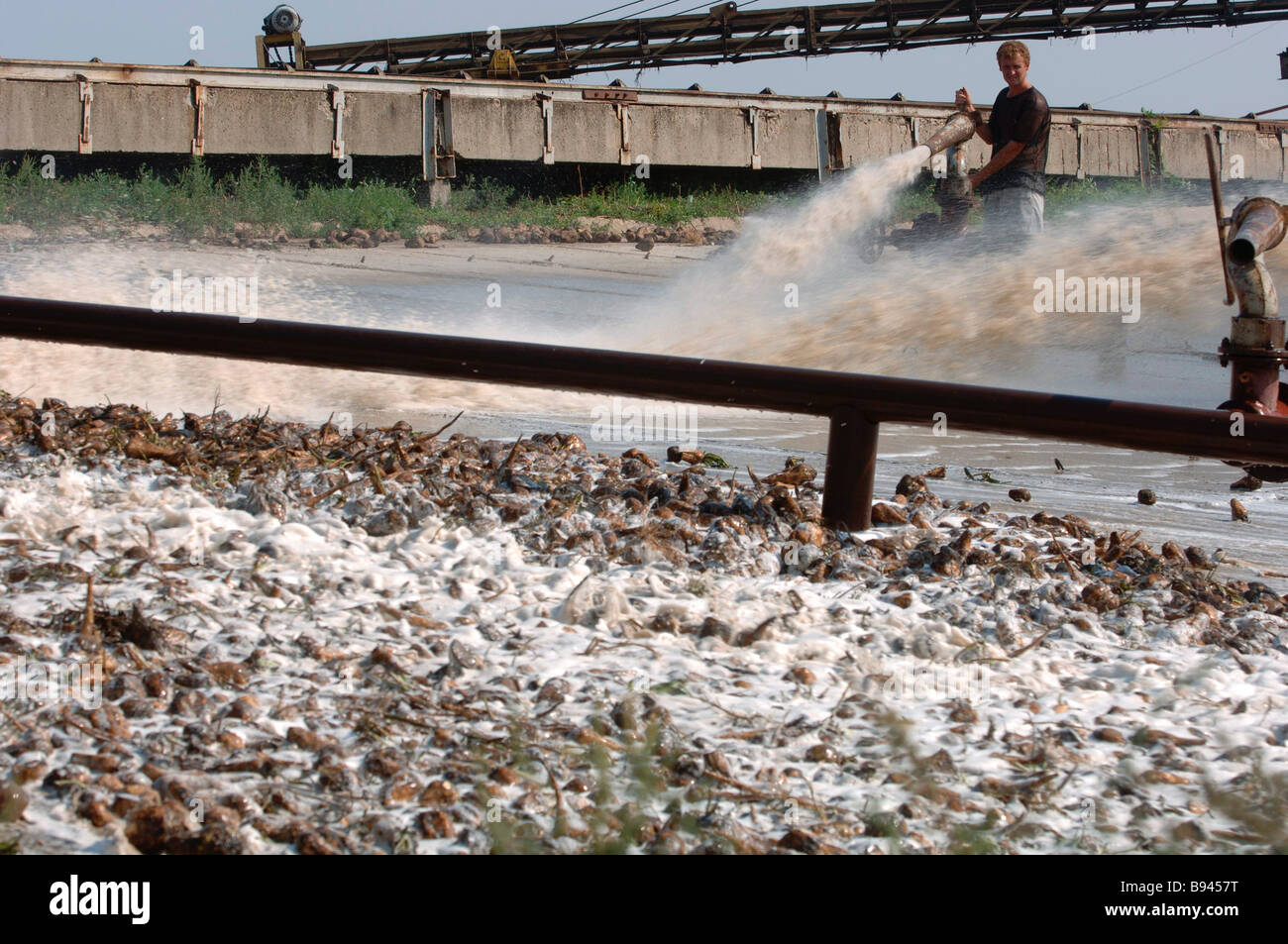 Washing sugar beets at the Tikhoretsky sugar refinery the Kuban Region ...