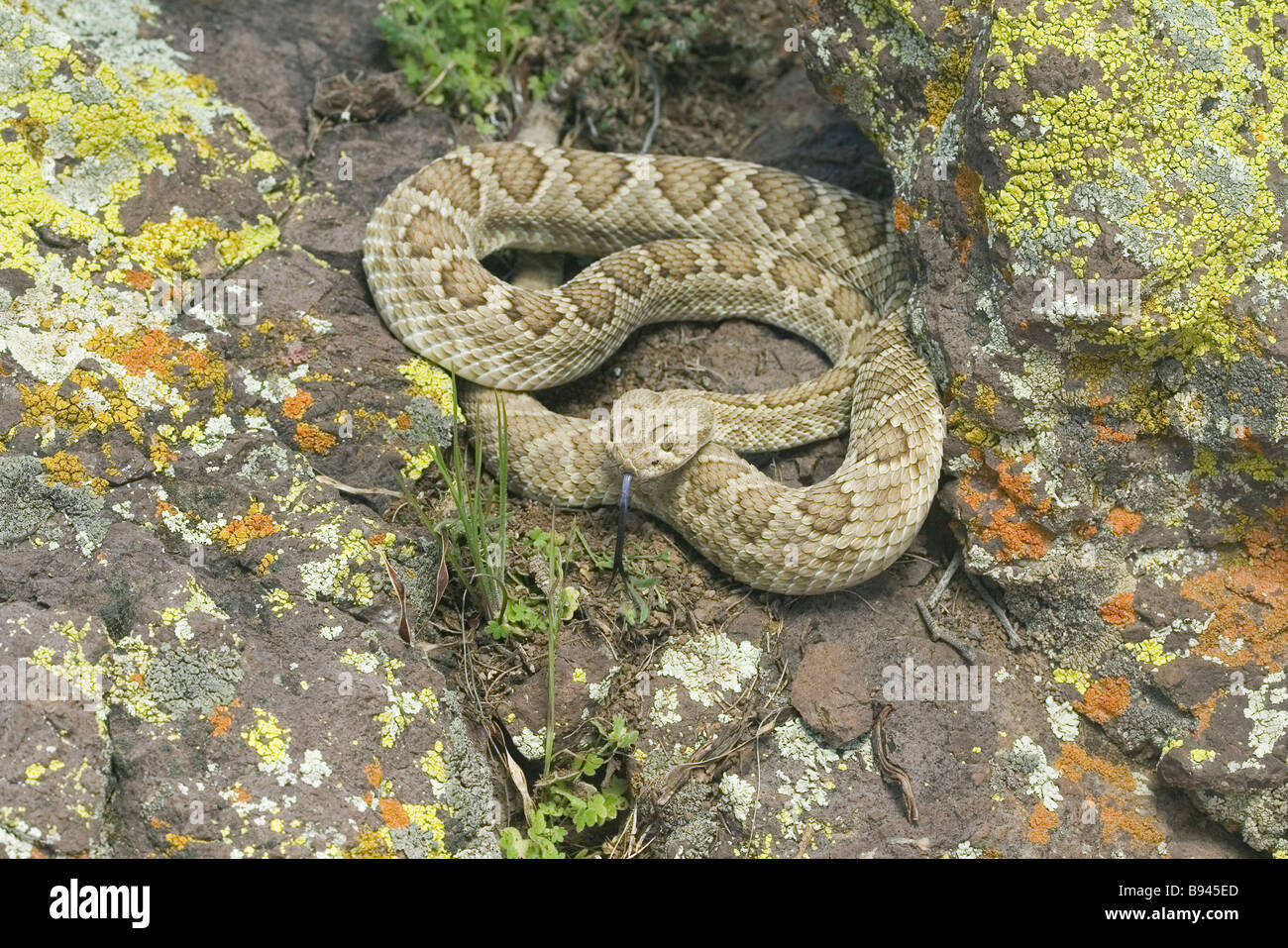 Mohave rattlesnake hi-res stock photography and images - Alamy
