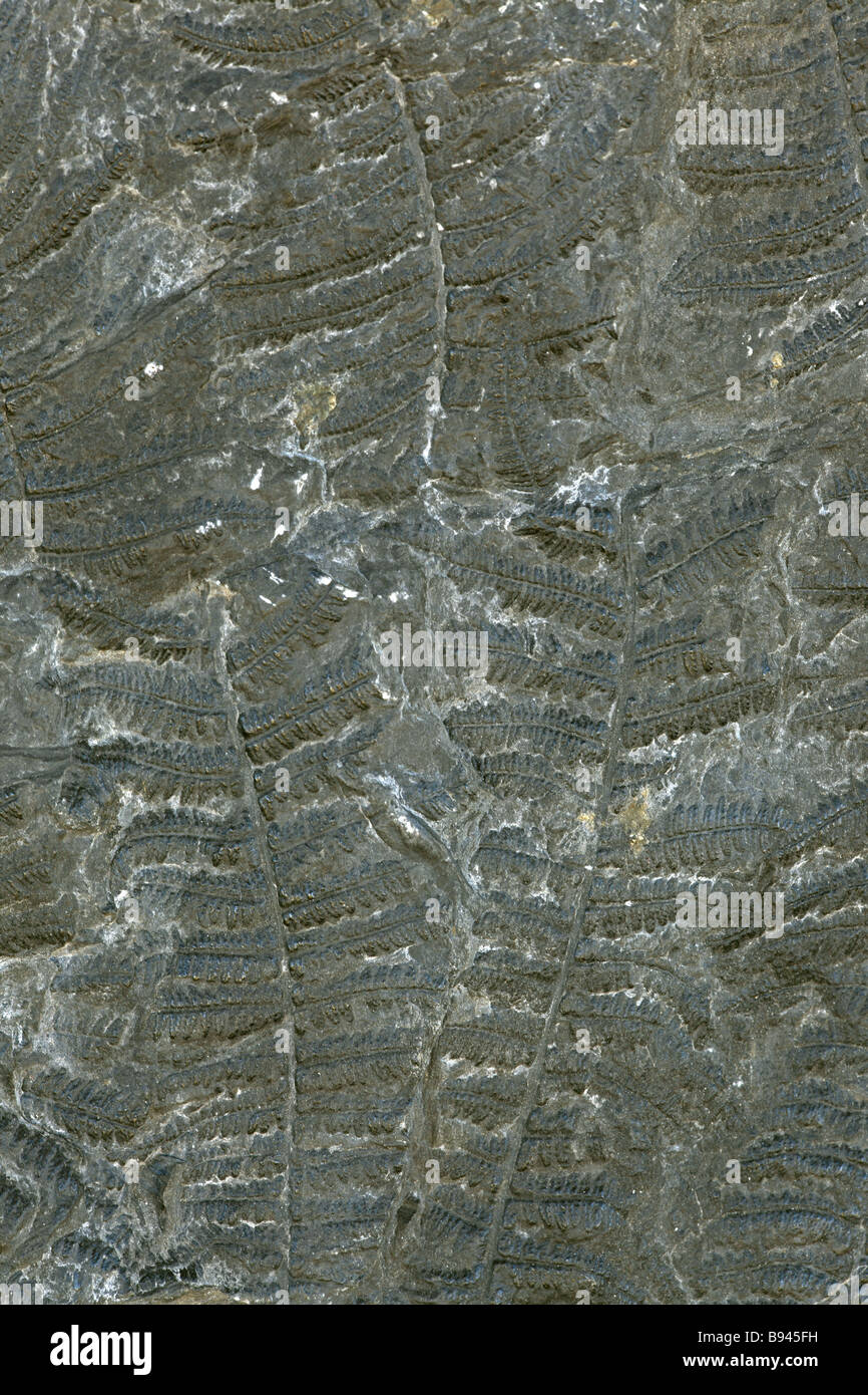 Fossil Fern (Pecopteris sp) Upper Carboniferous - Germany Stock Photo ...