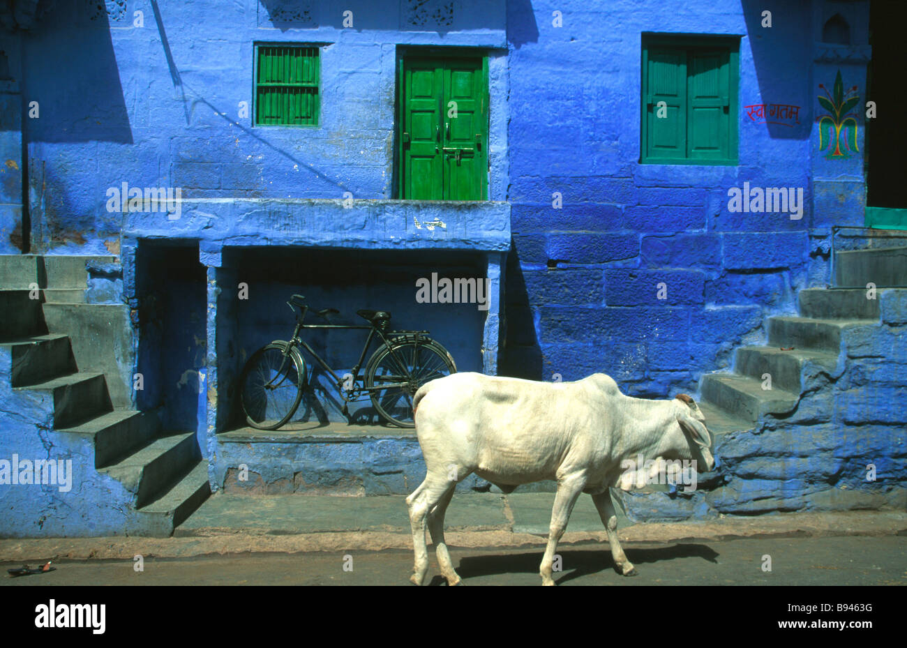 Blue Brahmin houses & walking cow Jodhpur India Stock Photo - Alamy