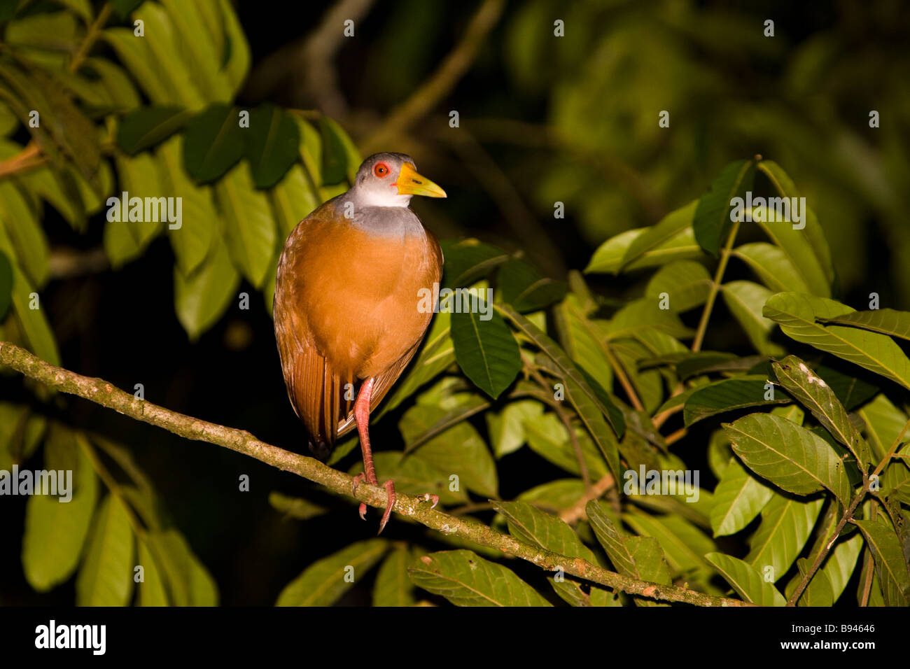 Grey-necked Wood-rail (Aramides cajanea) at night in the Osa Peninsula ...