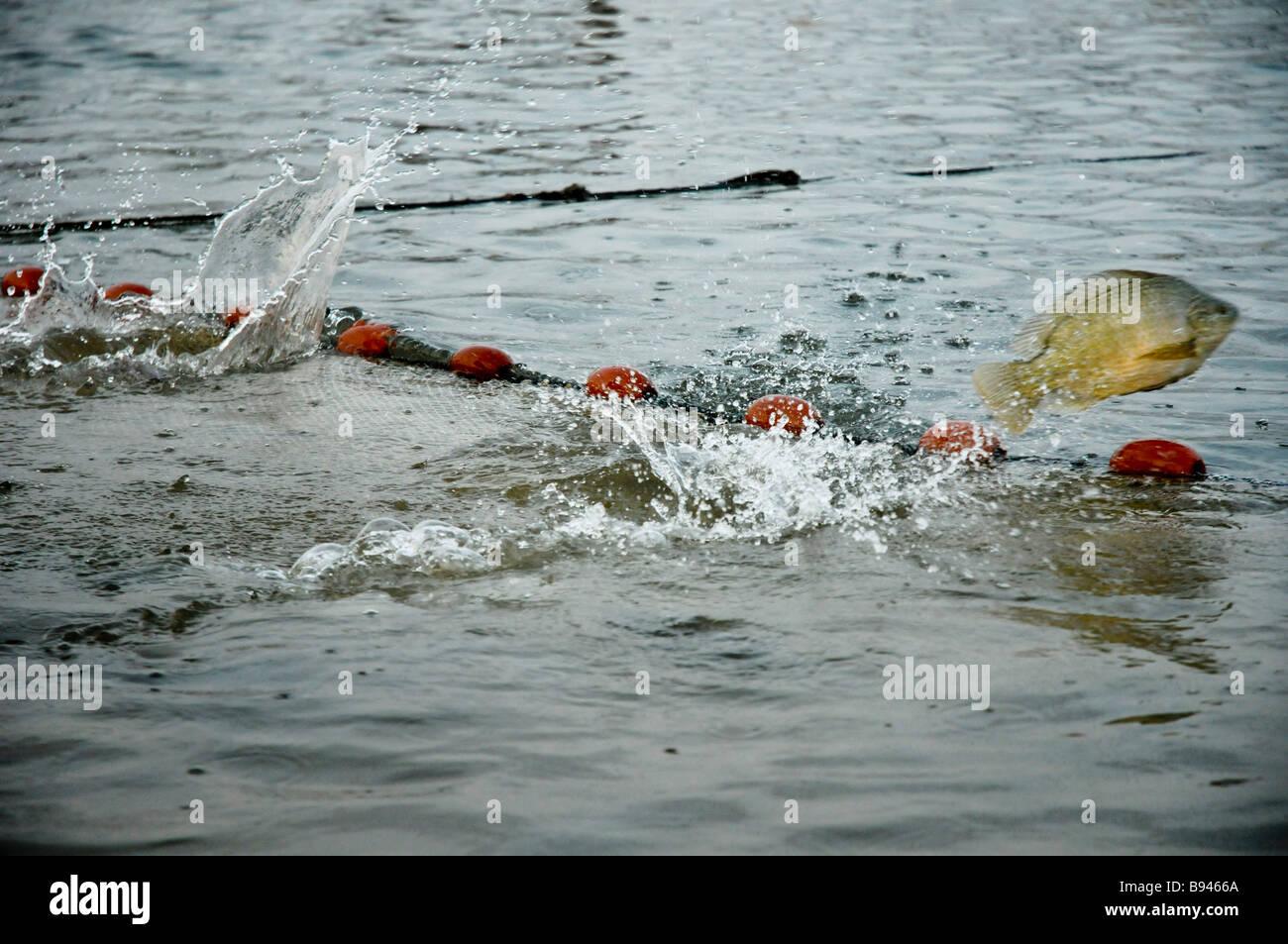 Red drum fish hi-res stock photography and images - Alamy