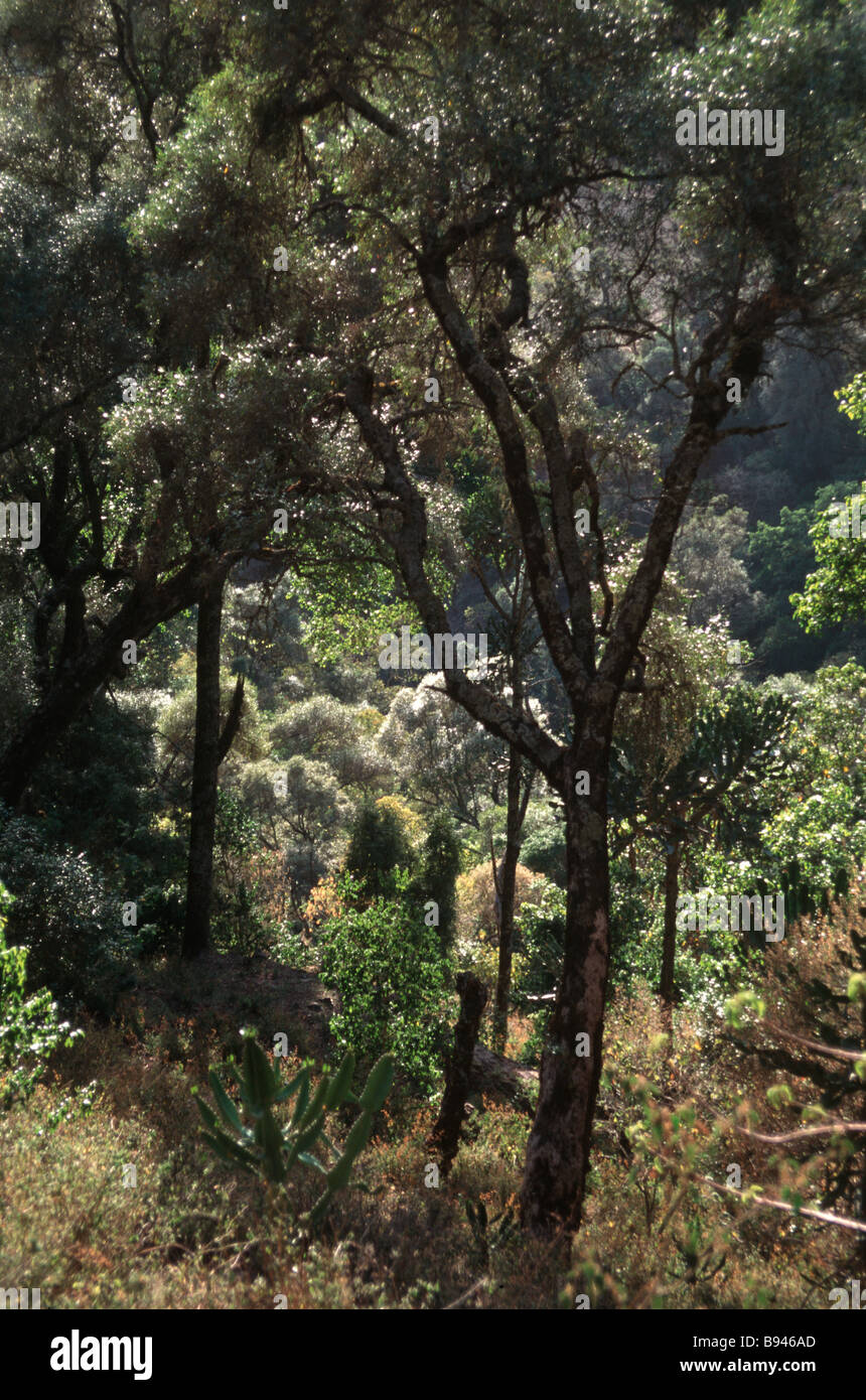 Ancient untouched forest Stock Photo - Alamy