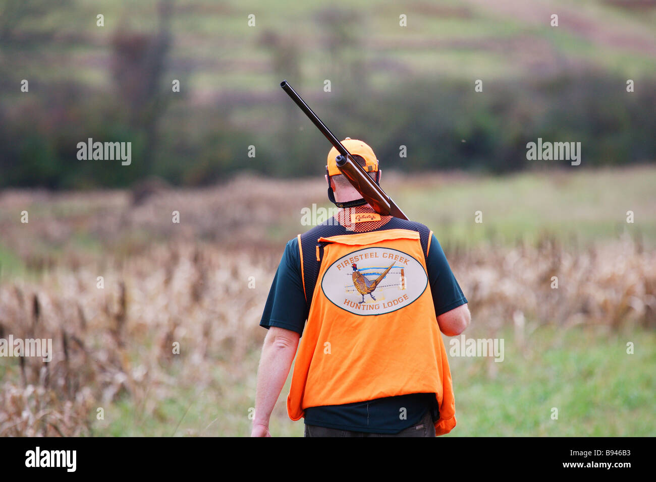 REAR VIEW OF UPLAND BIRD HUNTER WALKING IN FIELD OF SORGUM GUN ON ...