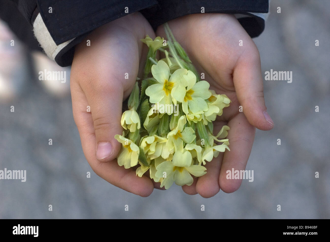 Spring flowers in children hands Stock Photo - Alamy