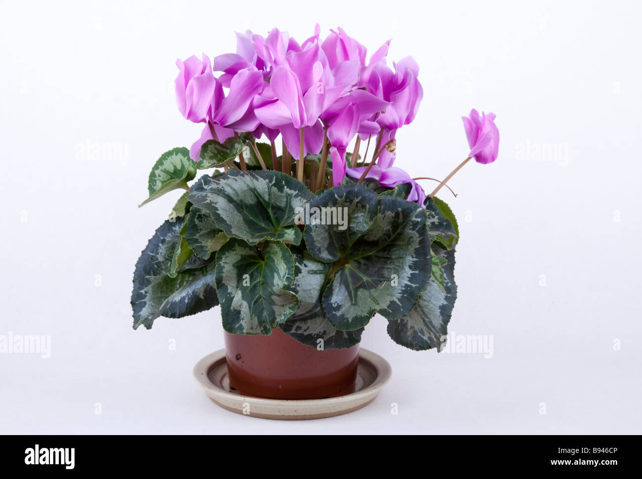 Potted Cyclamen in full flower against white background UK Stock Photo ...