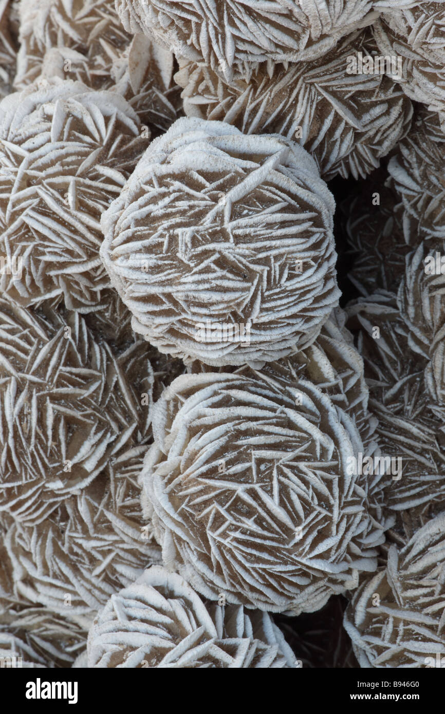 Desert Rose Selenite - Crystalline form of Gypsum - Mexico Stock Photo ...