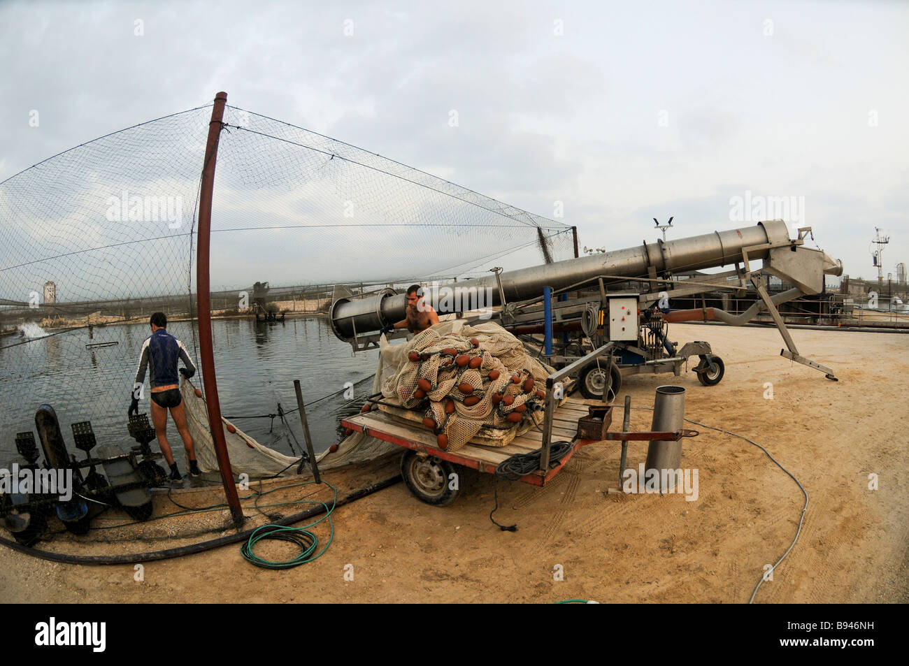 Harvesting fish from an intensive growing pool of Red Drum Sciaenops ...