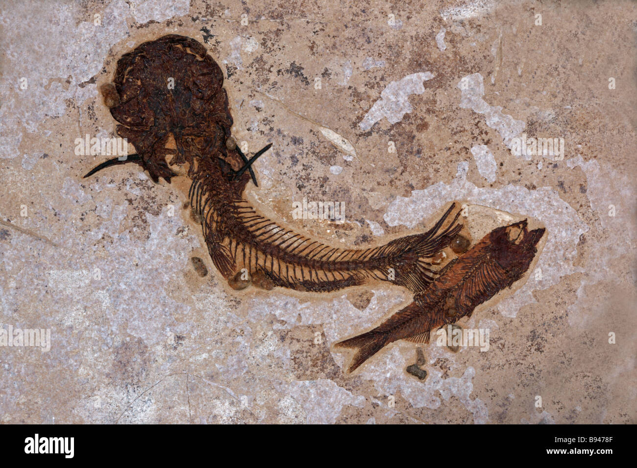 Fossil Catfish - Green River Formation - Eocene - Wyoming Stock Photo ... Fossil Catfish - Green River Formation - Eocene - Wyoming Stock Photo ...