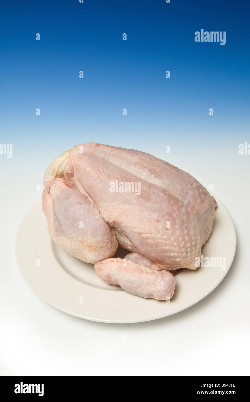 Whole raw chicken with a graduated blue studio background Stock Photo ...