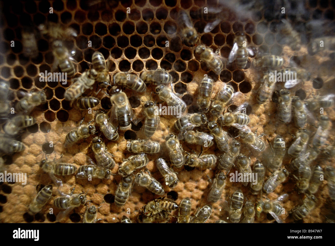 Honey bees in hive Stock Photo - Alamy