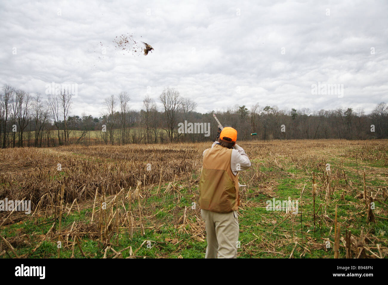 UPLAND BIRD HUNTER SHOOTING AT PHEASANT SHELL EJECTING FROM GUN BENLLI ...
