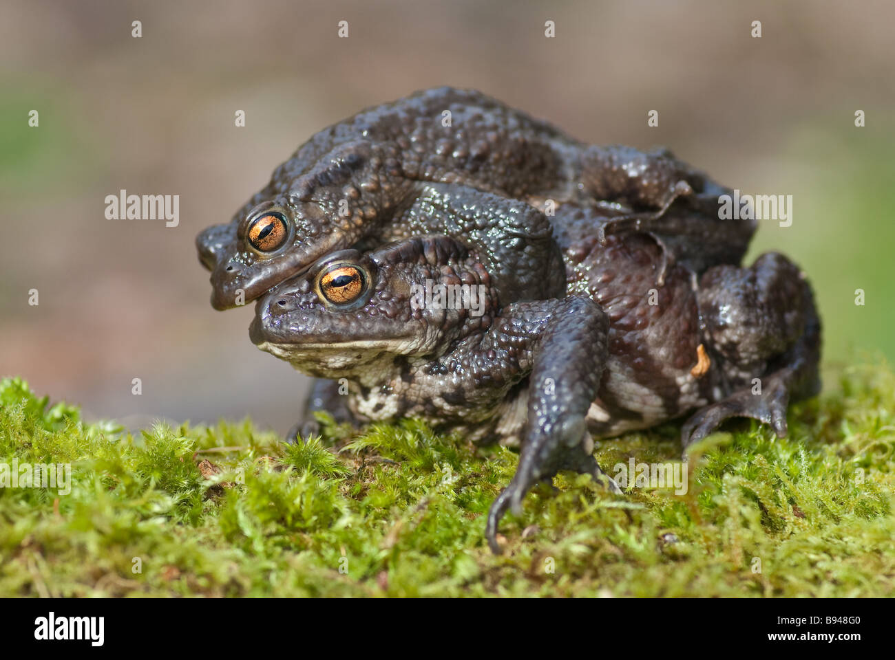 Common toads hi-res stock photography and images - Alamy
