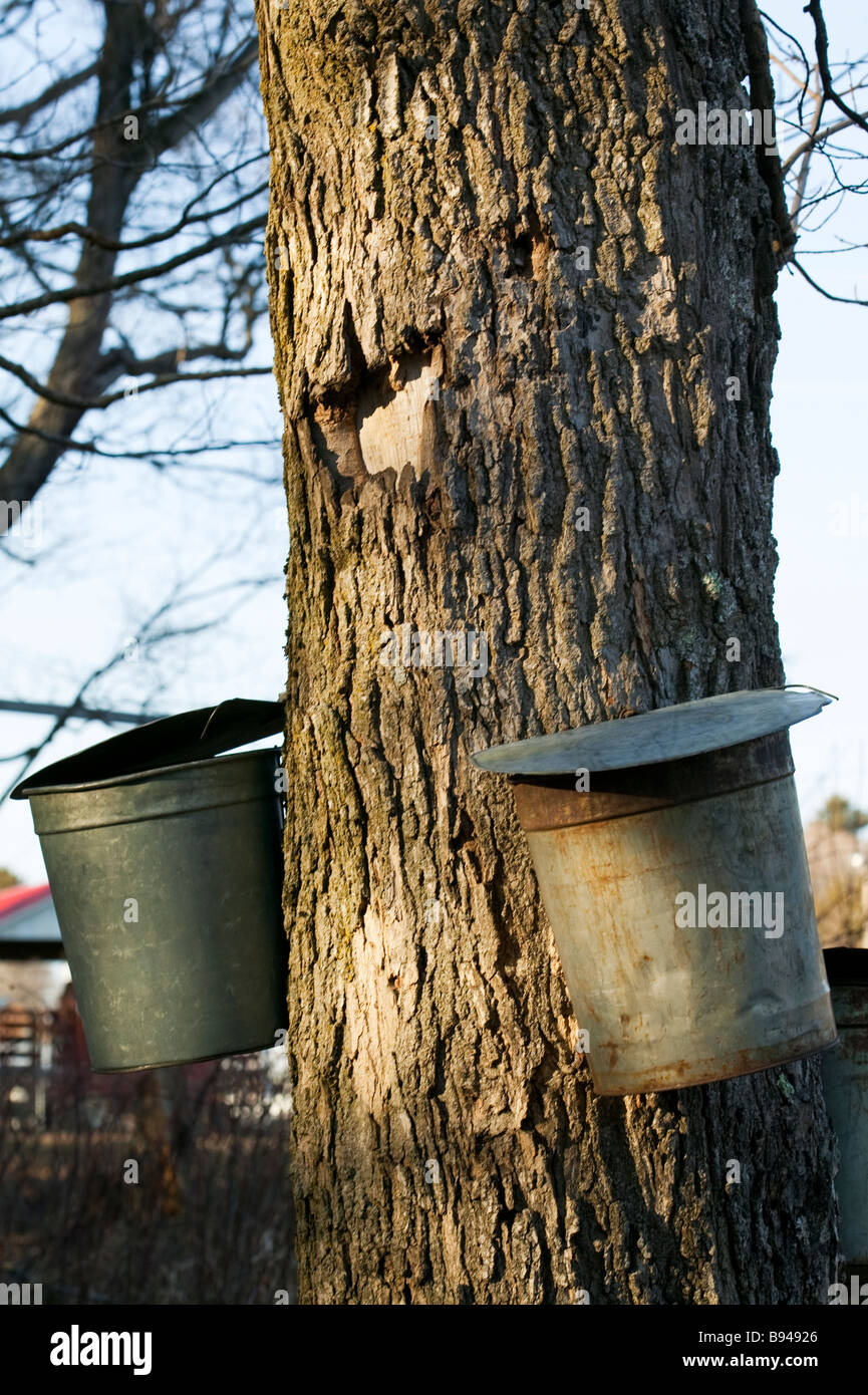 Traditional sap buckets hang on a maple tree for maple sugaring in ...